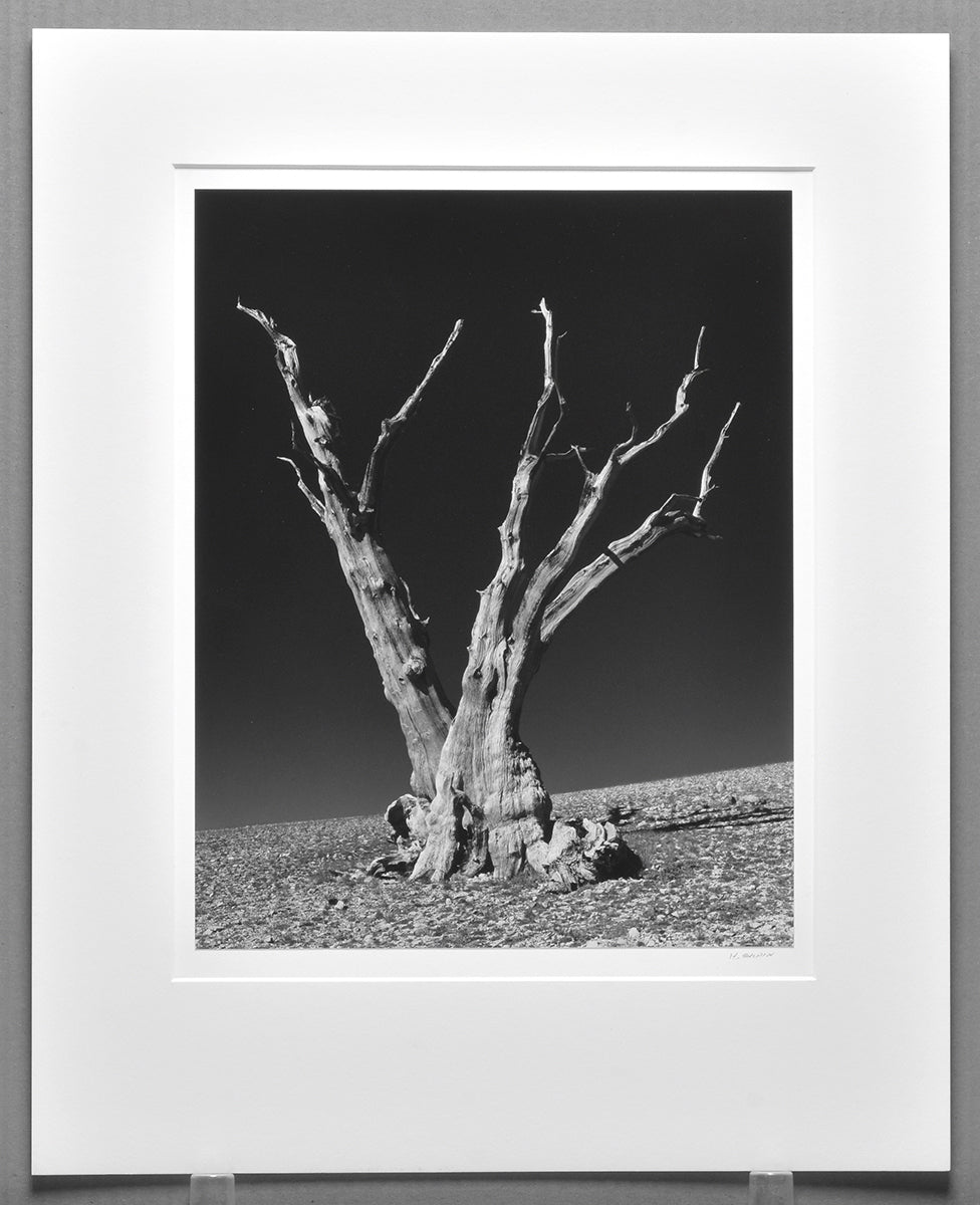 New Arrivals – Page 2 – Russell Levin Photography & Gallery