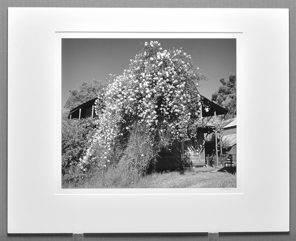 Henry Gilpin - World's Largest Rose Bush – Russell Levin Photography ...