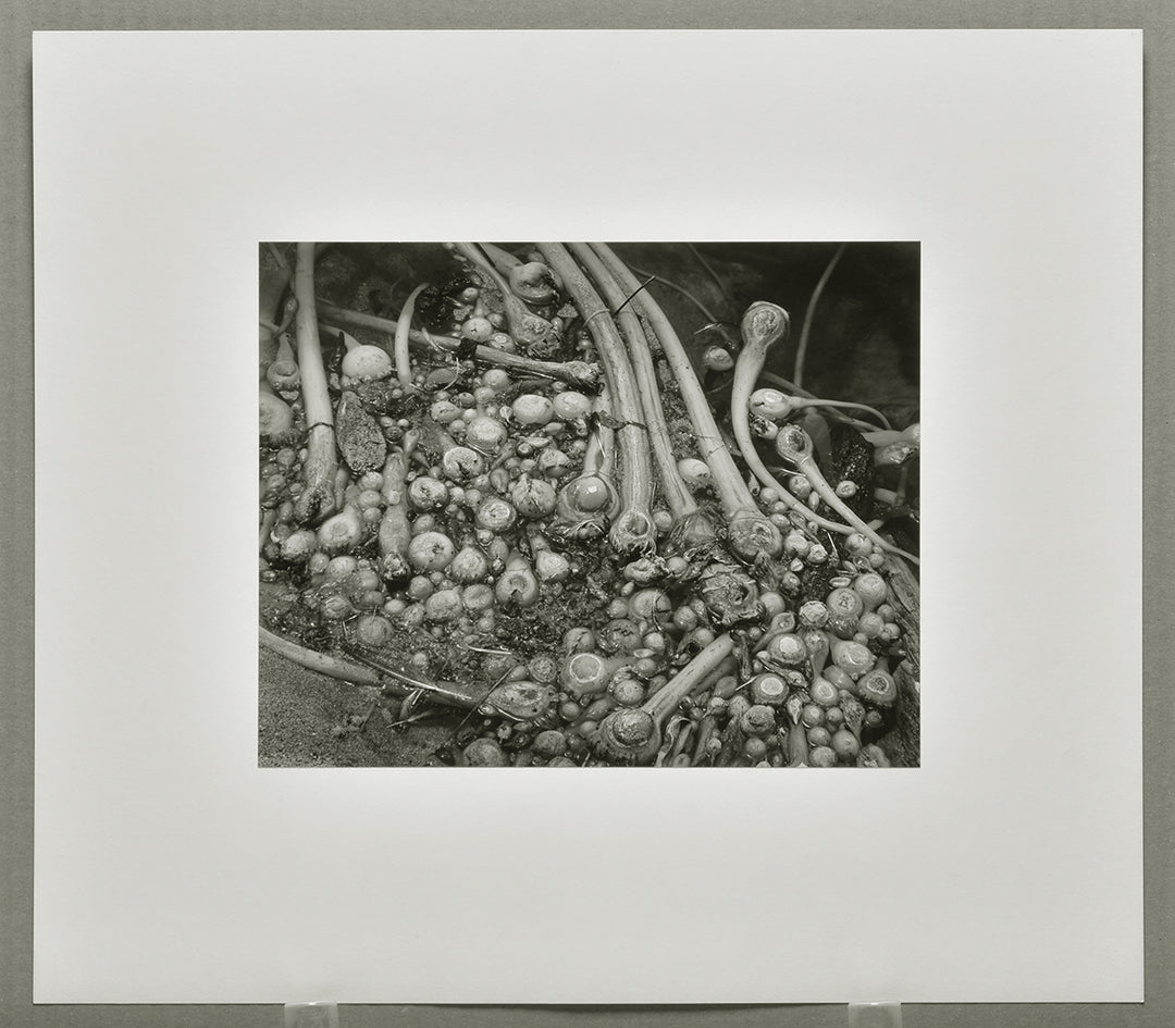 New Arrivals – Russell Levin Photography & Gallery