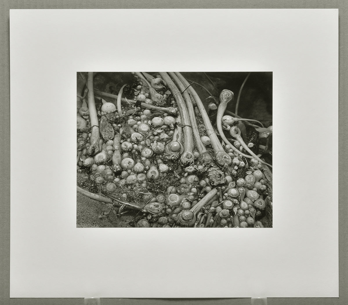 New Arrivals – Russell Levin Photography & Gallery