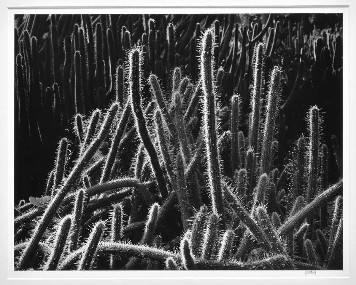 Huntington Witherill - Backlit Cactus Detail, 1981 – Russell Levin ...