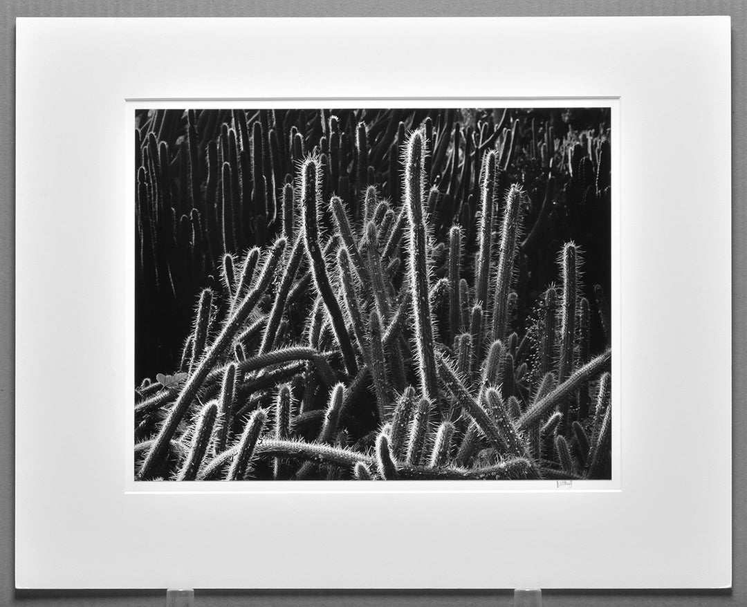 New Arrivals – Russell Levin Photography & Gallery
