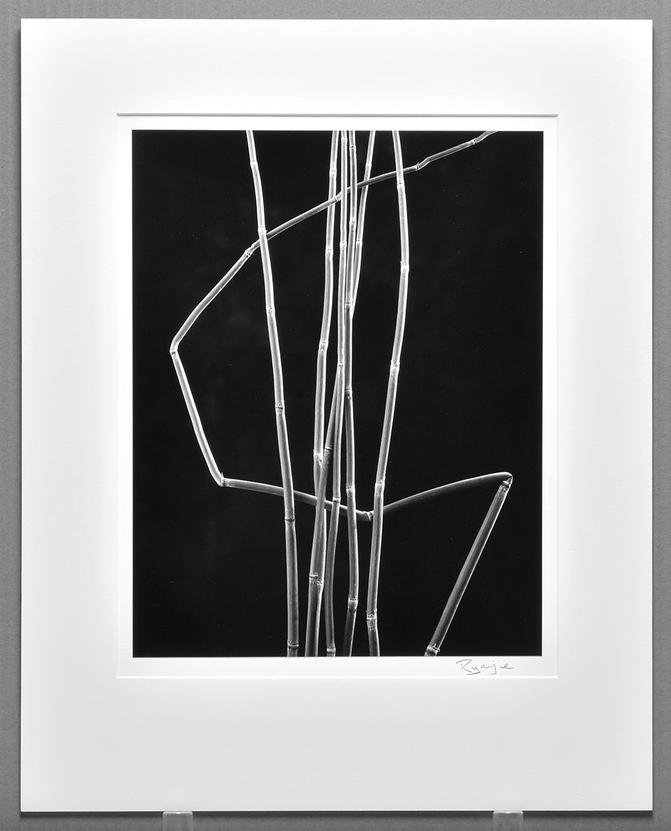 New Arrivals – Page 2 – Russell Levin Photography & Gallery