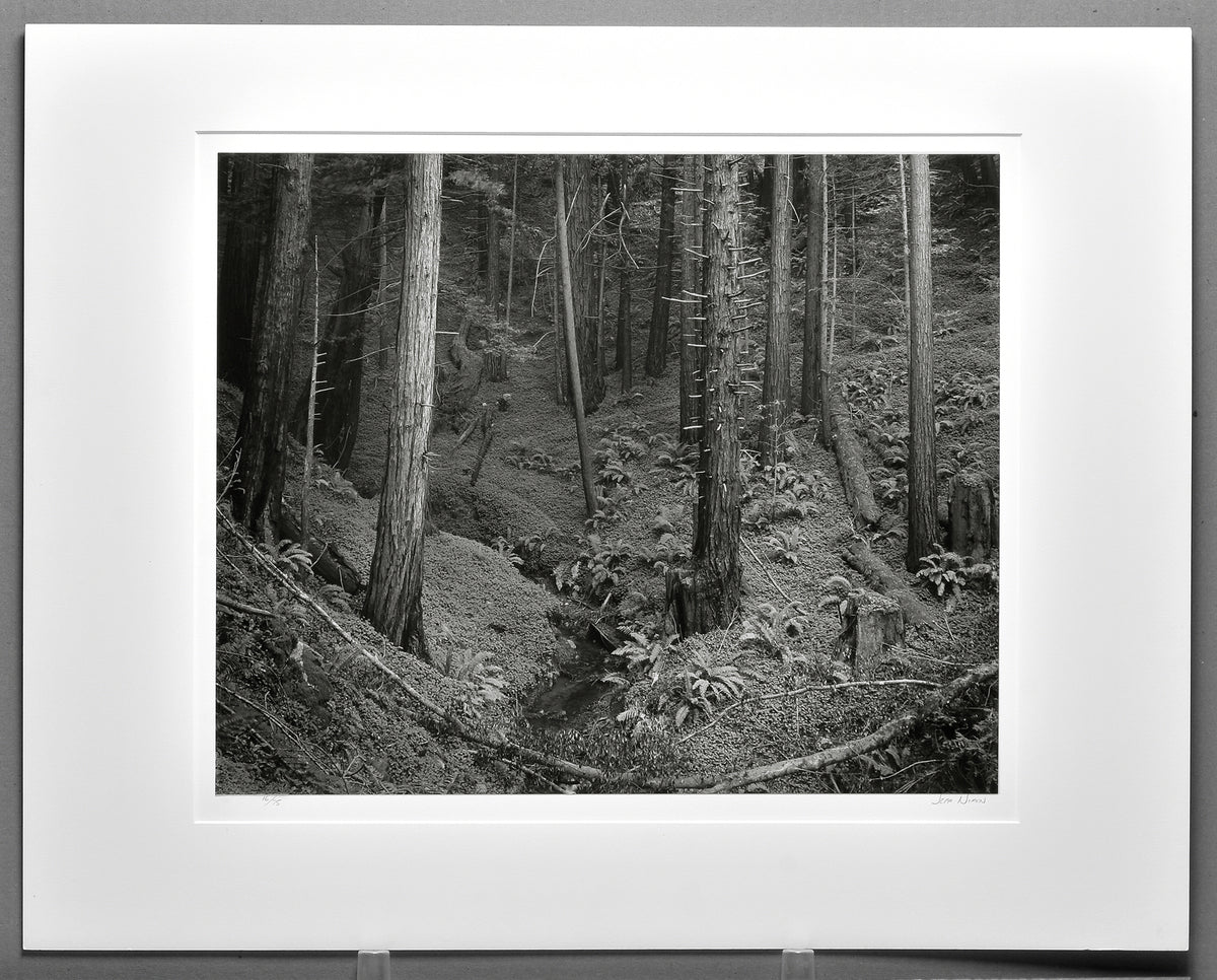 Jeff Nixon 1985 Redwoods, Monterey County, Ca 15"x18.5" Photograph ...