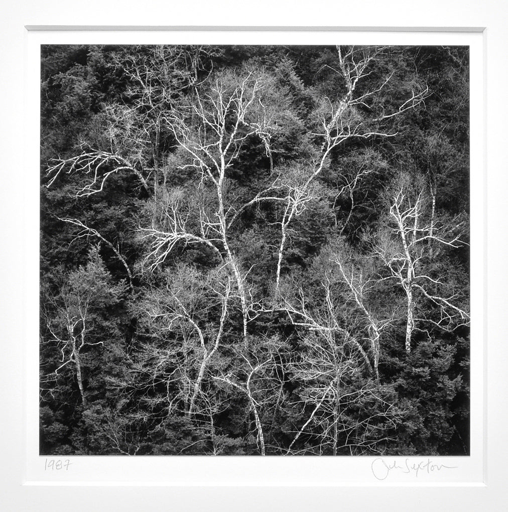 John Sexton - White Birch Hillside. New York, 1987 – Russell Levin ...