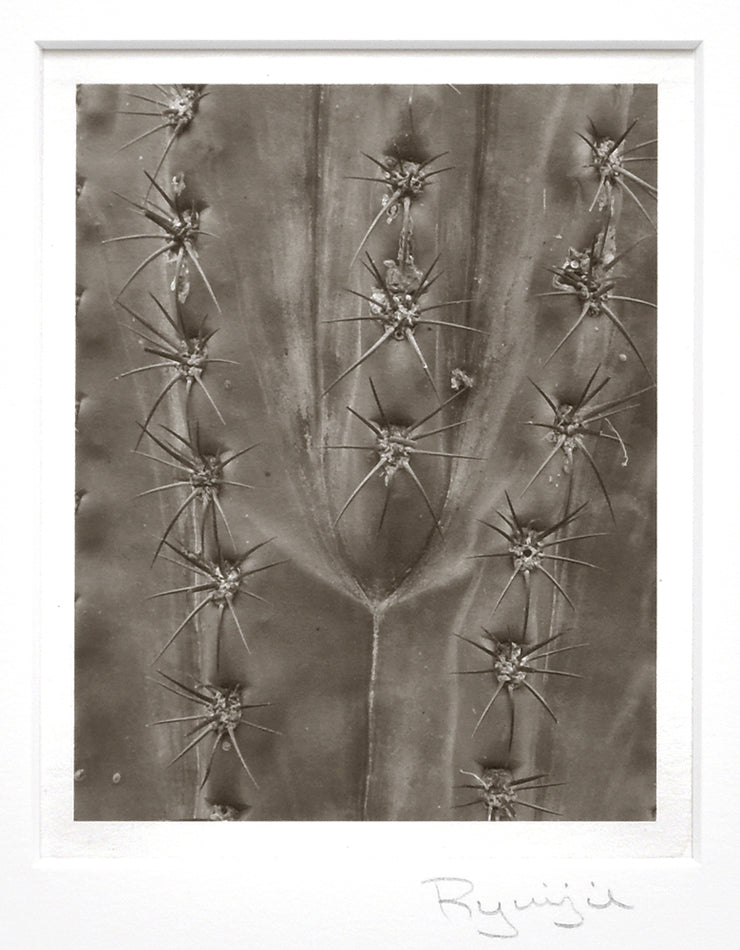 Ryuijie - Brett Weston Inspired, Cactus Detail, 1996 – Russell Levin ...