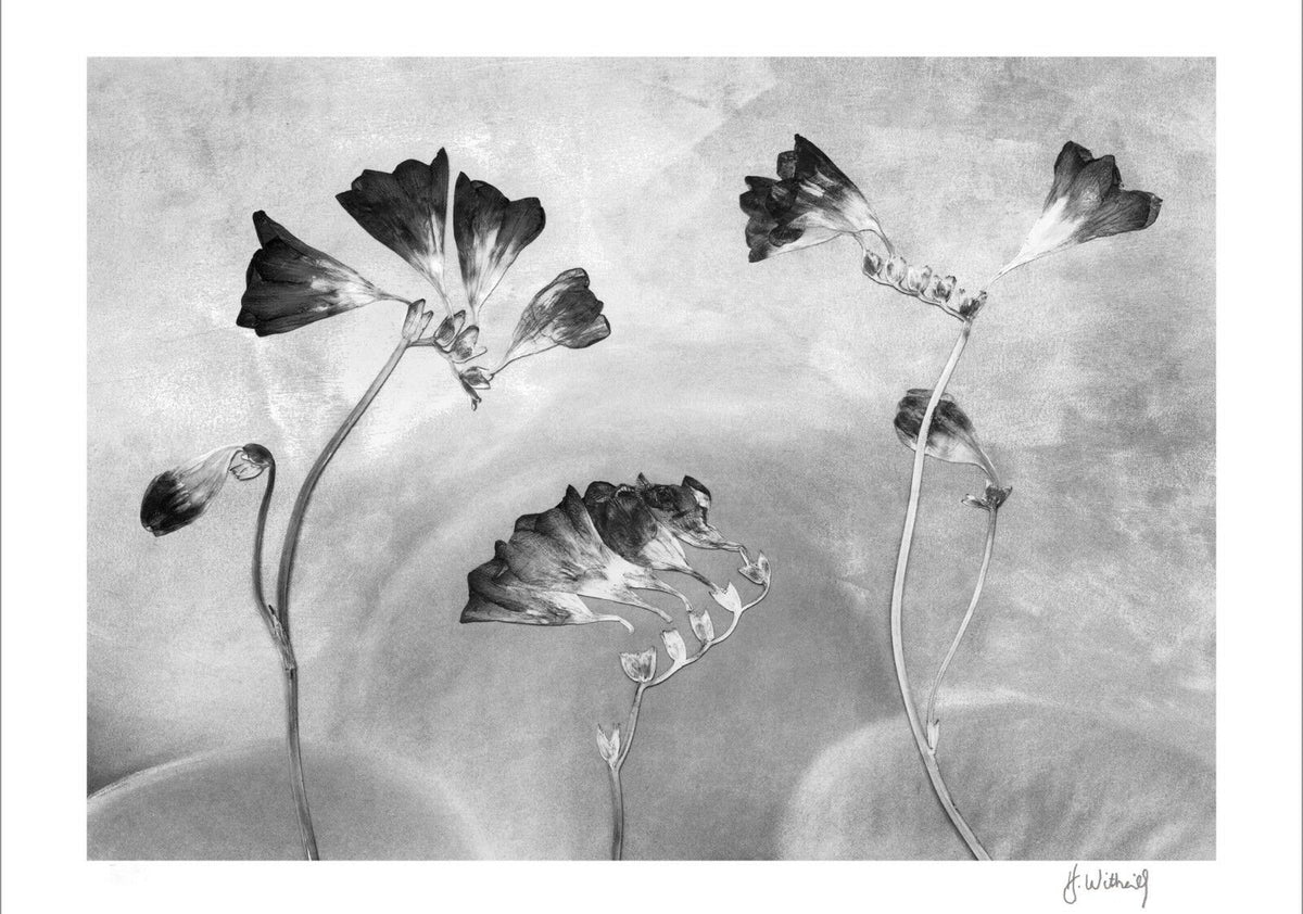 Make offer - Huntington Witherill - Botanical Dancers Book & Photograp ...